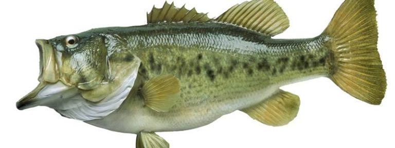 Our Species | fishmassenany.com